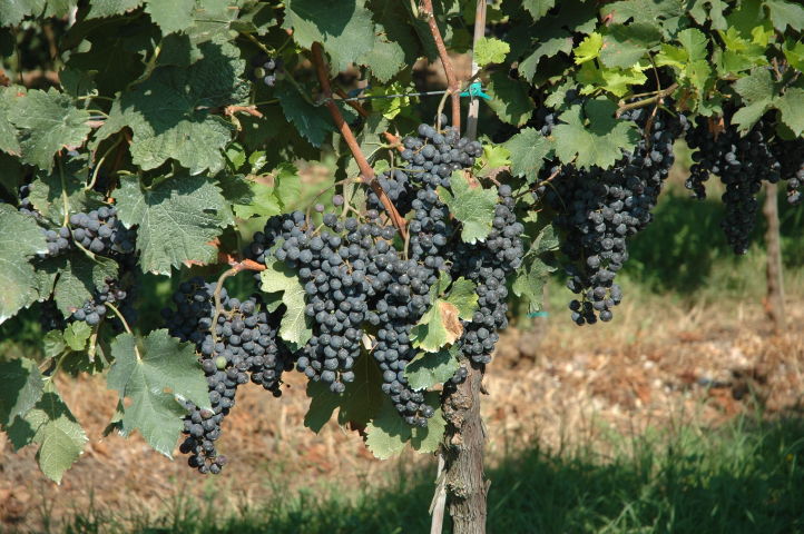 Corvina Grape